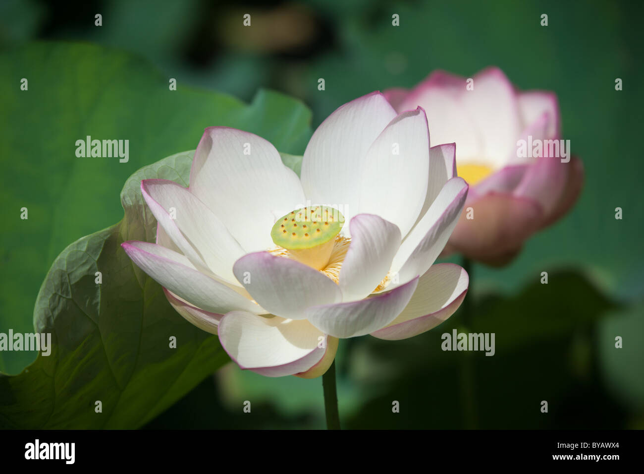 Lotus flowers in Turtle Ponds at University of Texas, Austin, USA Stock ...