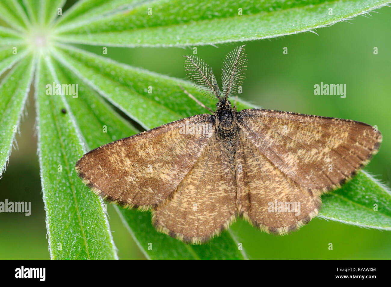 Geometer moth (Geometridae) perched on a lupin leaf (Lupinus Stock ...