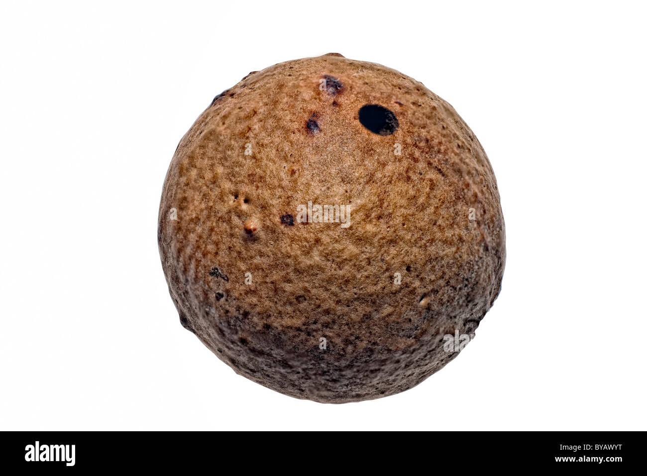 Marble Gall isolated on white Stock Photo - Alamy