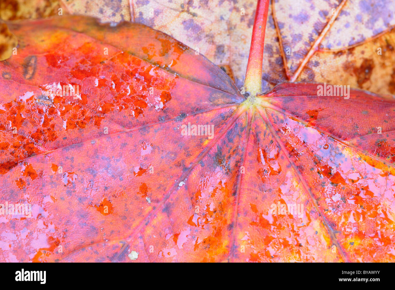 Rain fall photos hi-res stock photography and images - Alamy