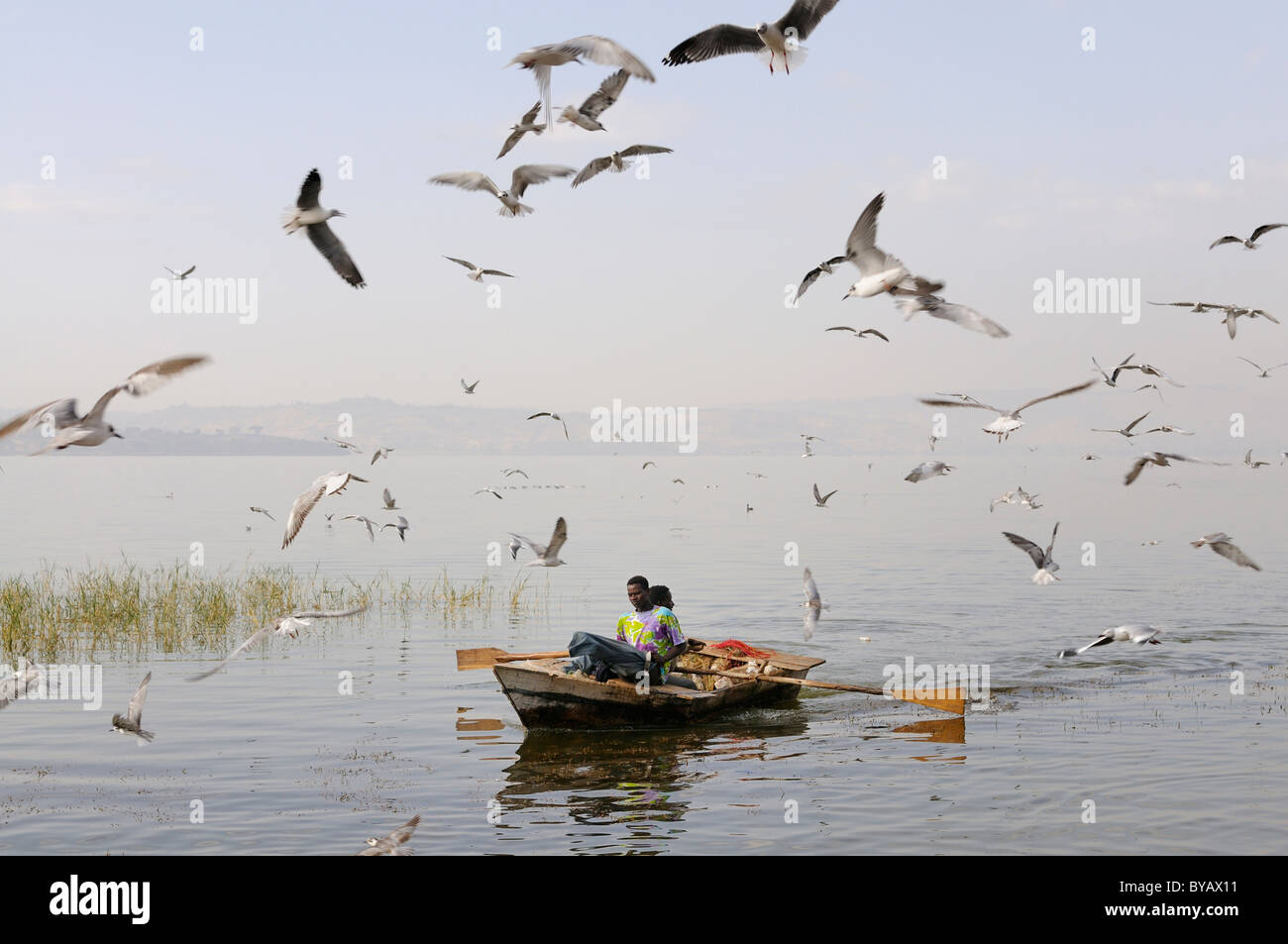Birds fly around local man hi-res stock photography and images - Alamy