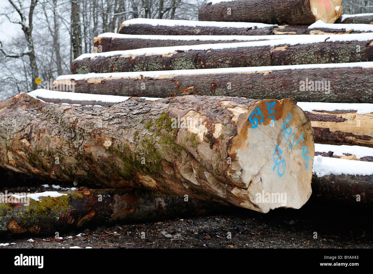 Oversized log in a sawmill Stock Photo - Alamy