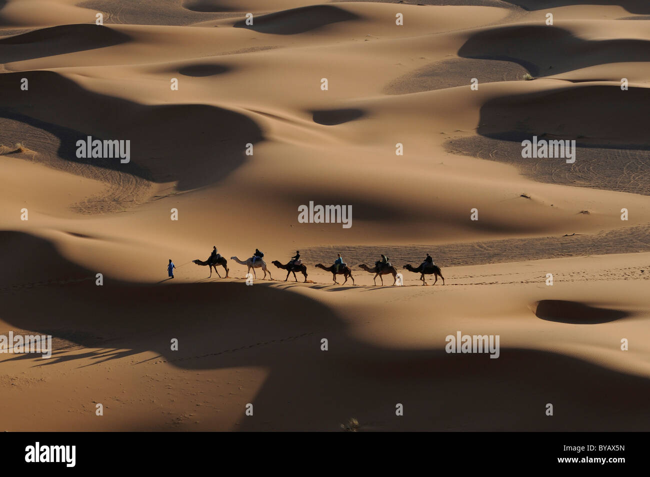 Camel caravan crossing the sand dunes of the Sahara, Merzouga, Morocco, Africa Stock Photo - Alamy