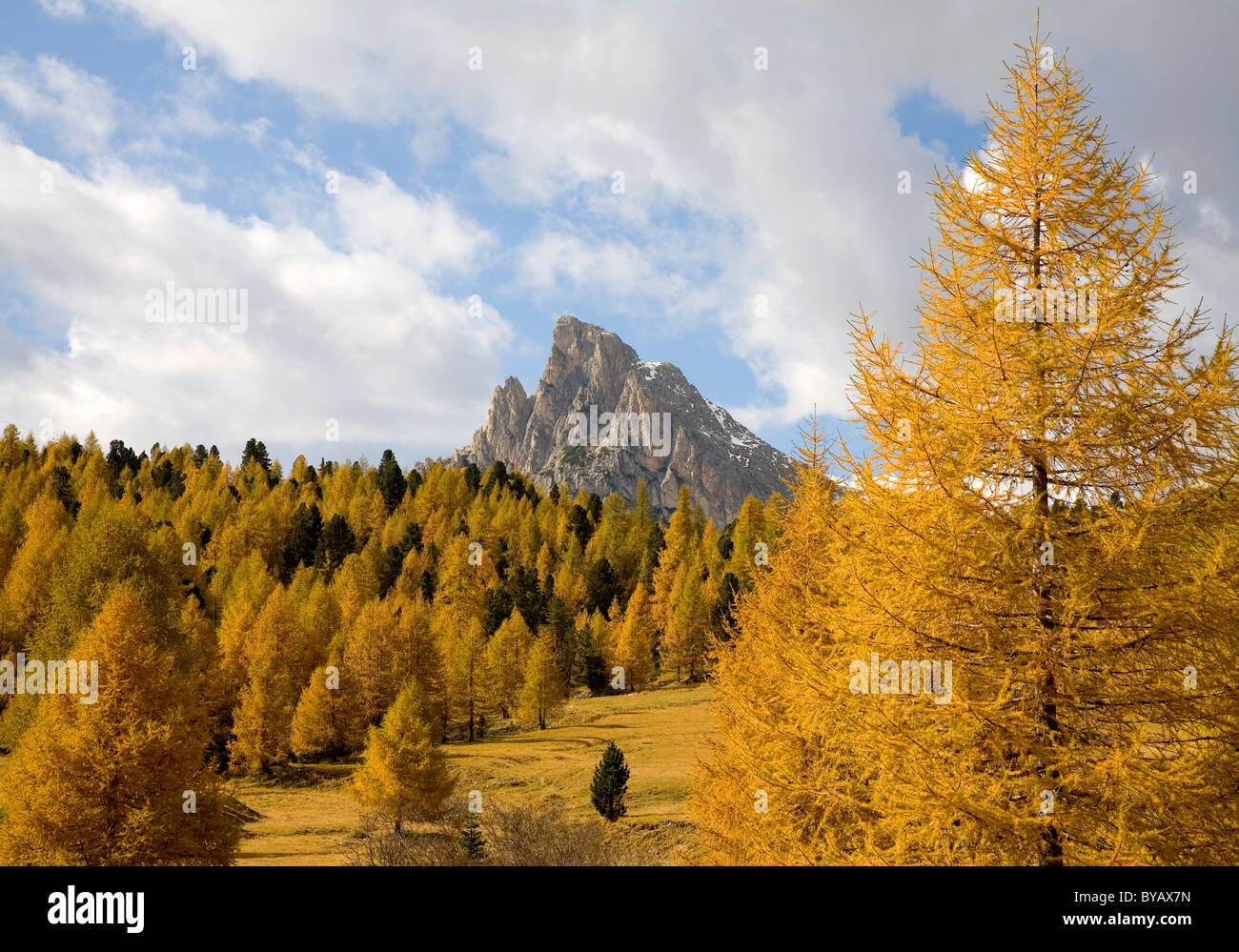 Italy autumn plants hi-res stock photography and images - Alamy