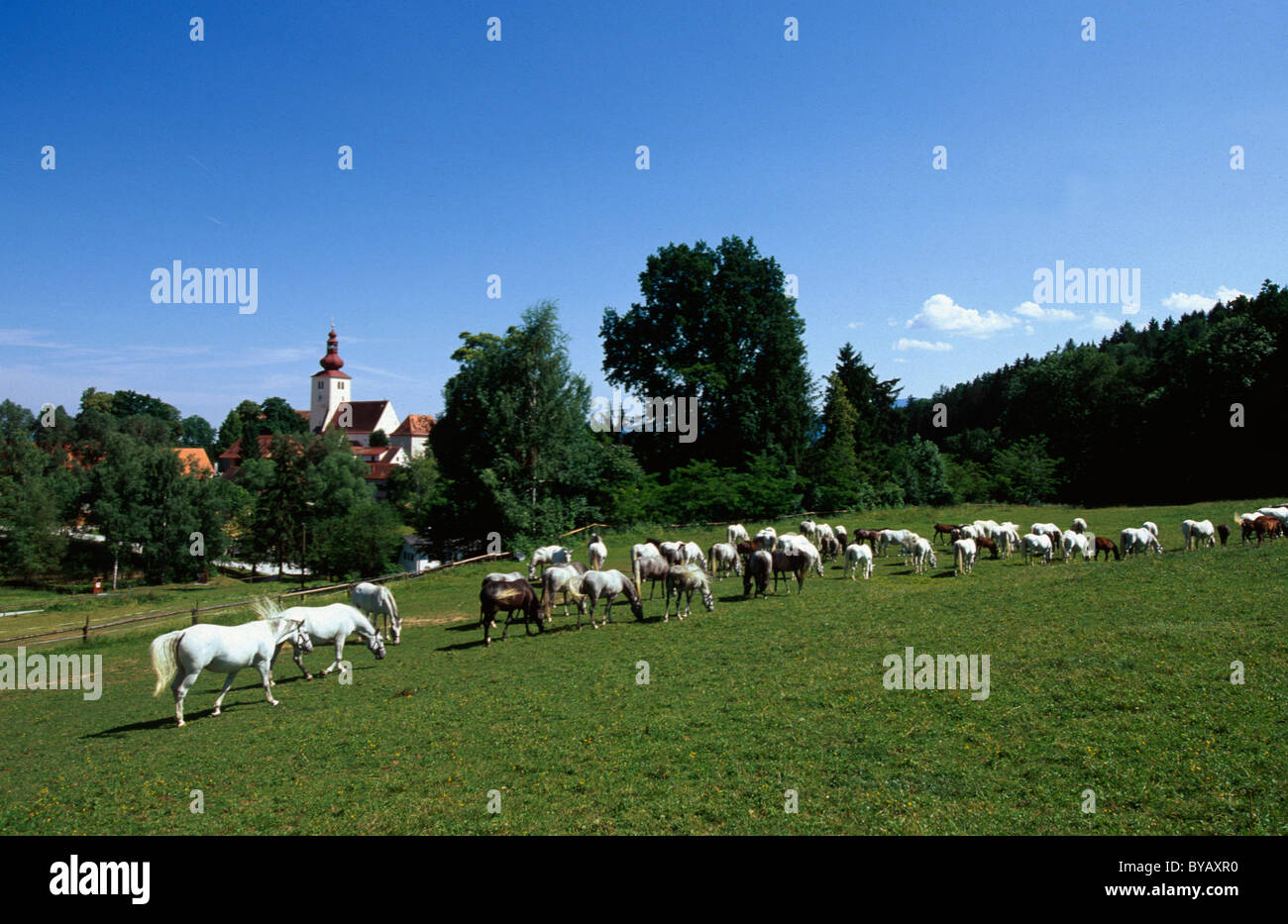 Lipizzaner stud farm piber hi-res stock photography and images - Alamy
