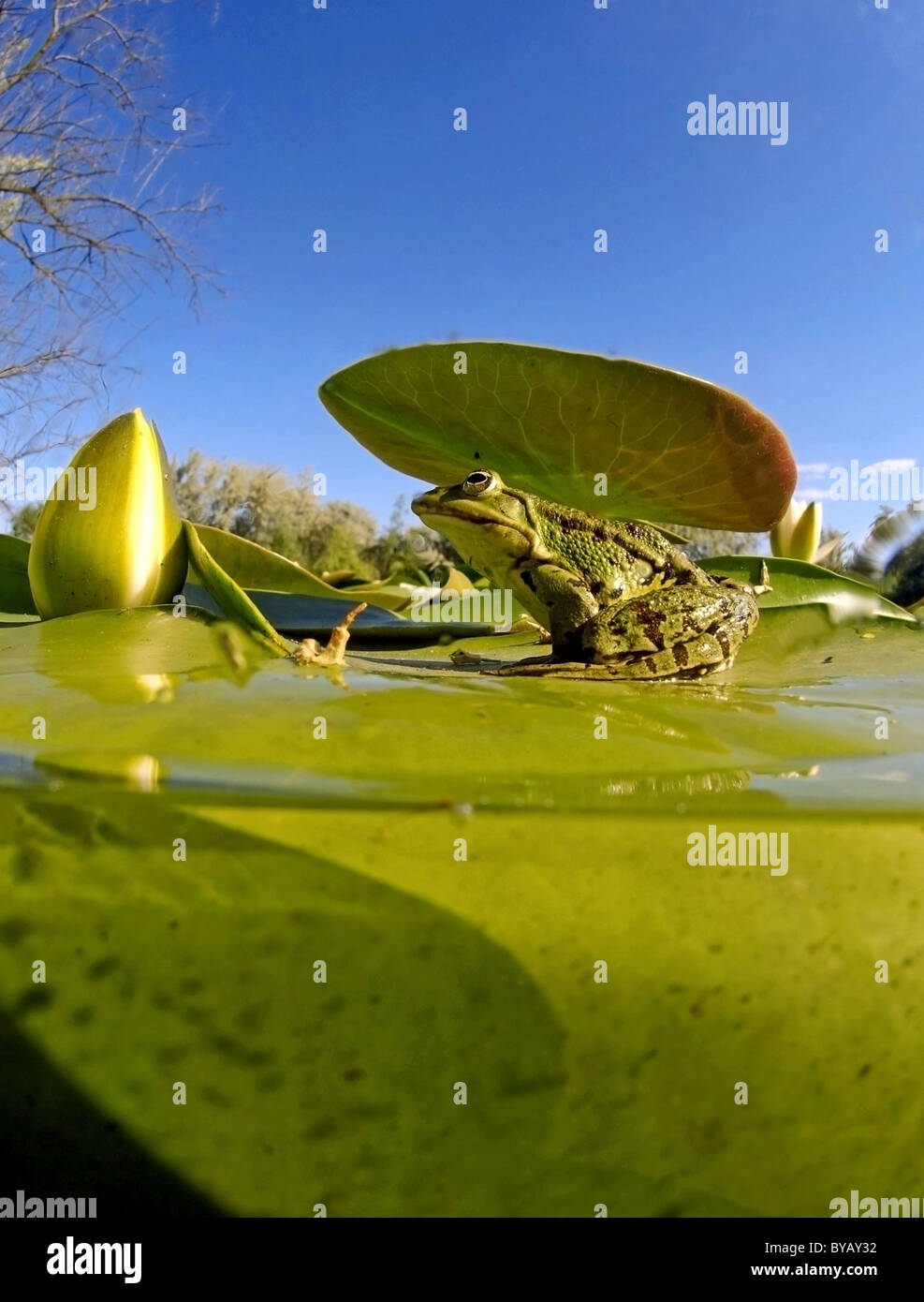 frog (Rana temporaria) and white water lily (Nymphaea alba Stock Photo ...