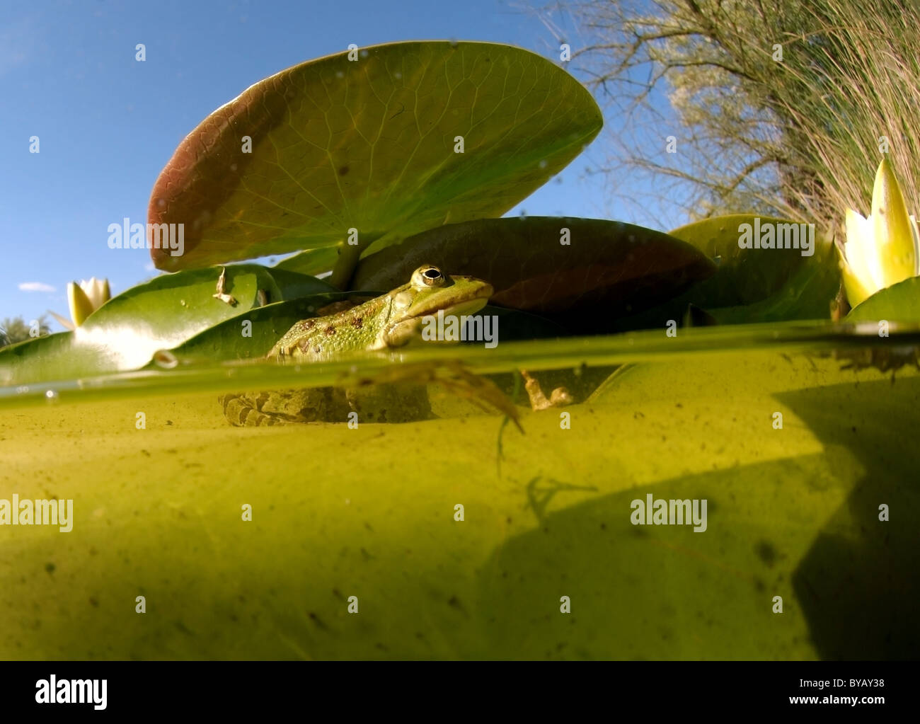 frog (Rana temporaria) and white water lily (Nymphaea alba Stock Photo ...