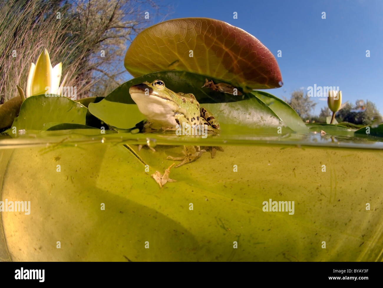 Split level, frog (Rana temporaria) and white water lily (Nymphaea alba ...