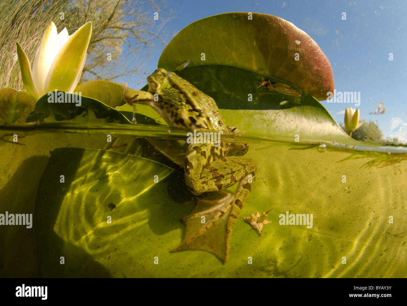 Split level, frog (Rana temporaria) and white water lily (Nymphaea alba ...