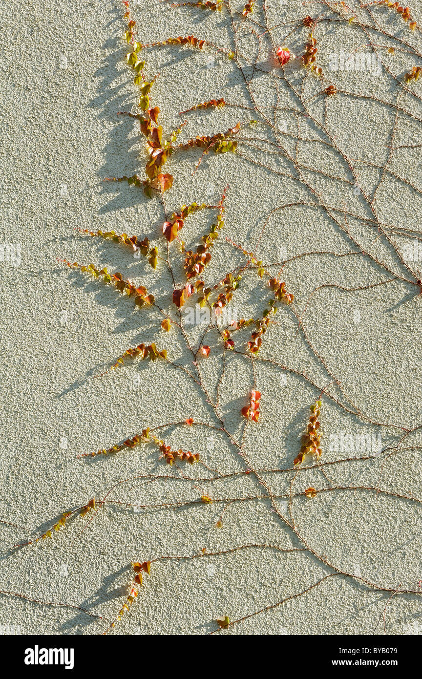 Climbing grapevine hi-res stock photography and images - Alamy