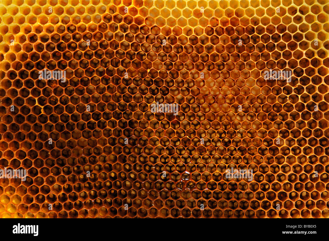 Empty spun honey combs of the Honey Bee (Apis Stock Photo - Alamy