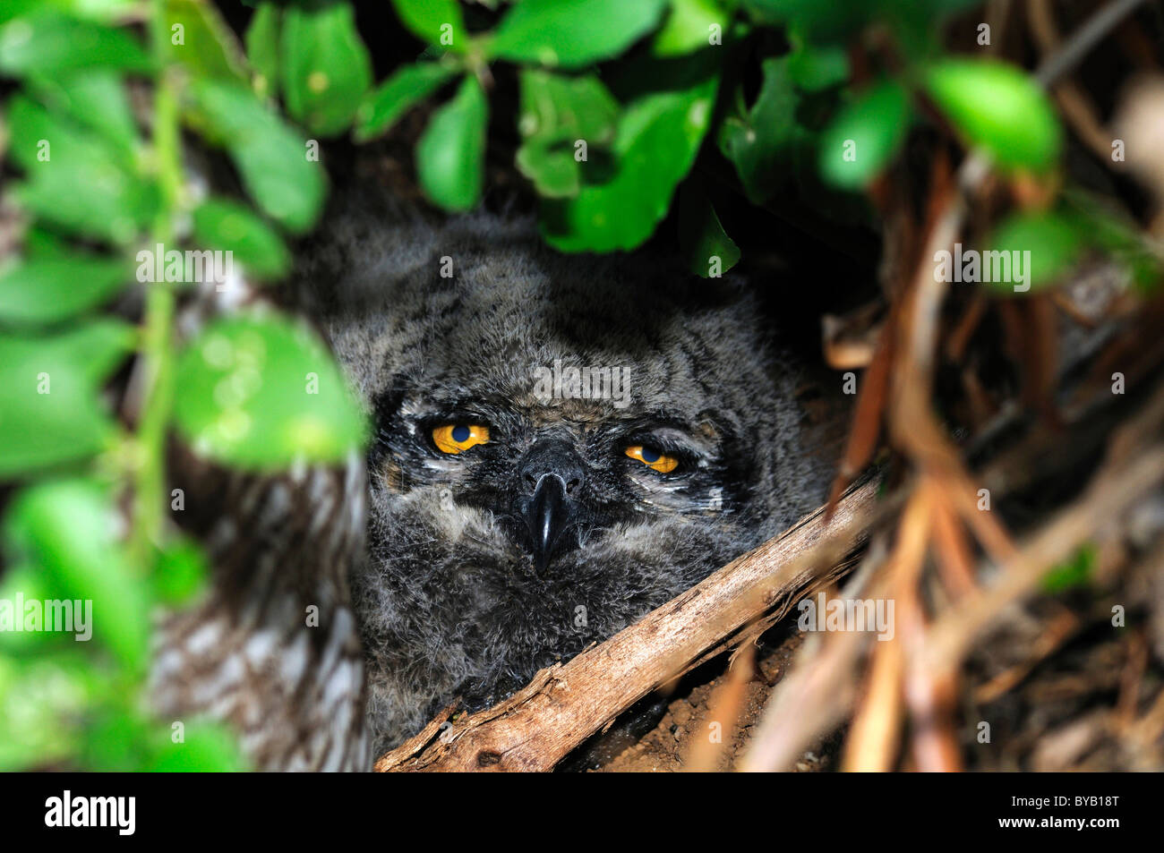 Spotted Eagle-owl (Bubo africanus), Western Cape, South Africa Stock ...