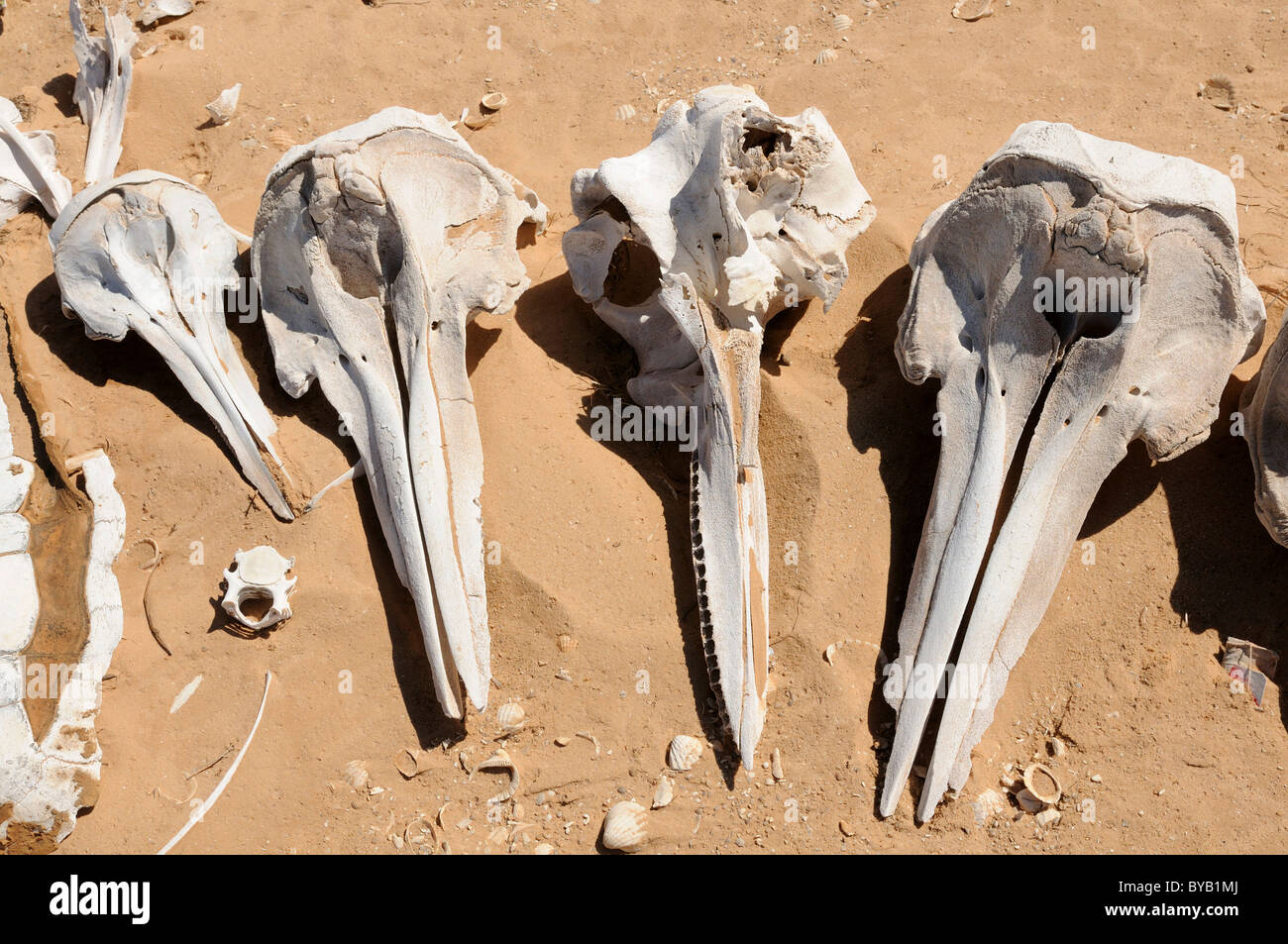 Sword fish hi-res stock photography and images - Alamy
