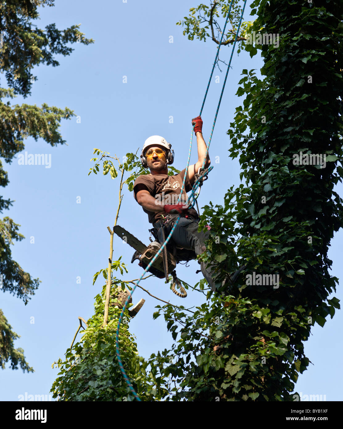 Lumberjack secured by a rope preparing to gradually fell a tree with a ...