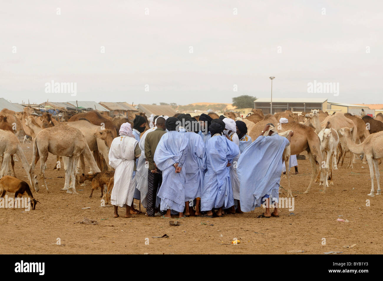 Trading on the camel market of Nouakchott, Mauritania, northwestern ...