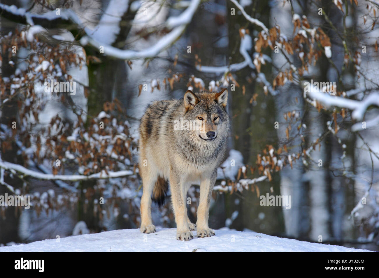Mackenzie valley wolf, Canadian timber wolf (Canis lupus occidentalis ...
