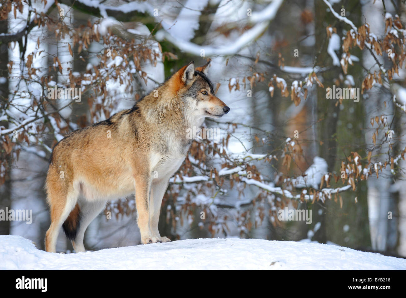Mackenzie valley wolf hi-res stock photography and images - Alamy