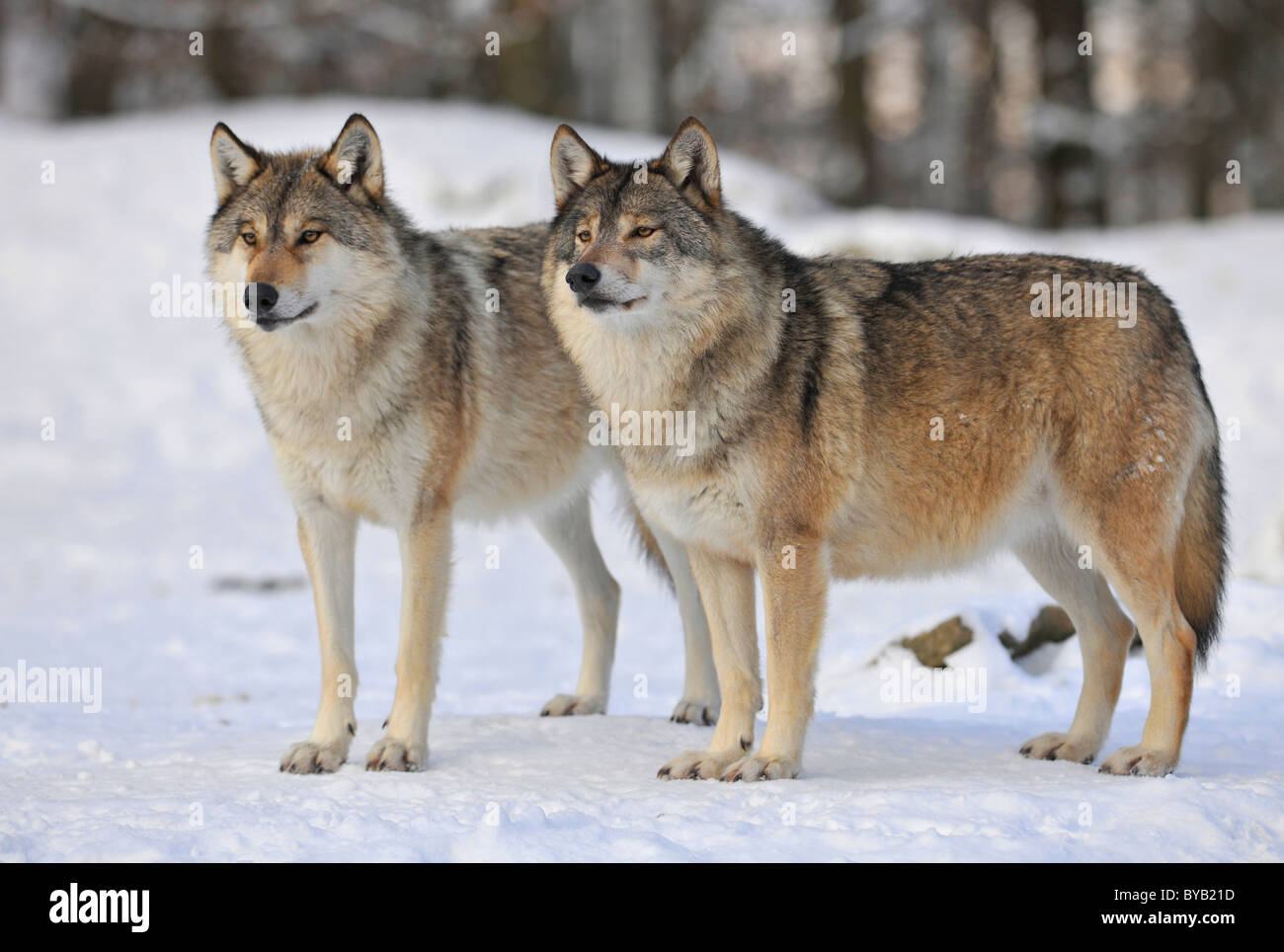 Mackenzie valley wolves, canadian timber wolves (Canis lupus ...