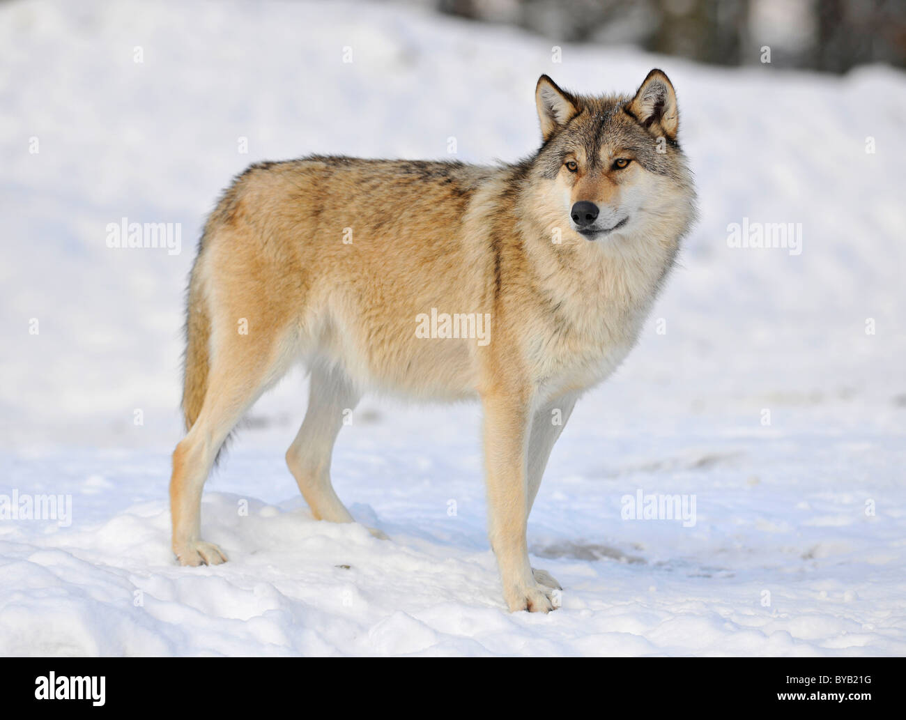 Mackenzie valley wolf, Canadian timber wolf (Canis lupus occidentalis ...