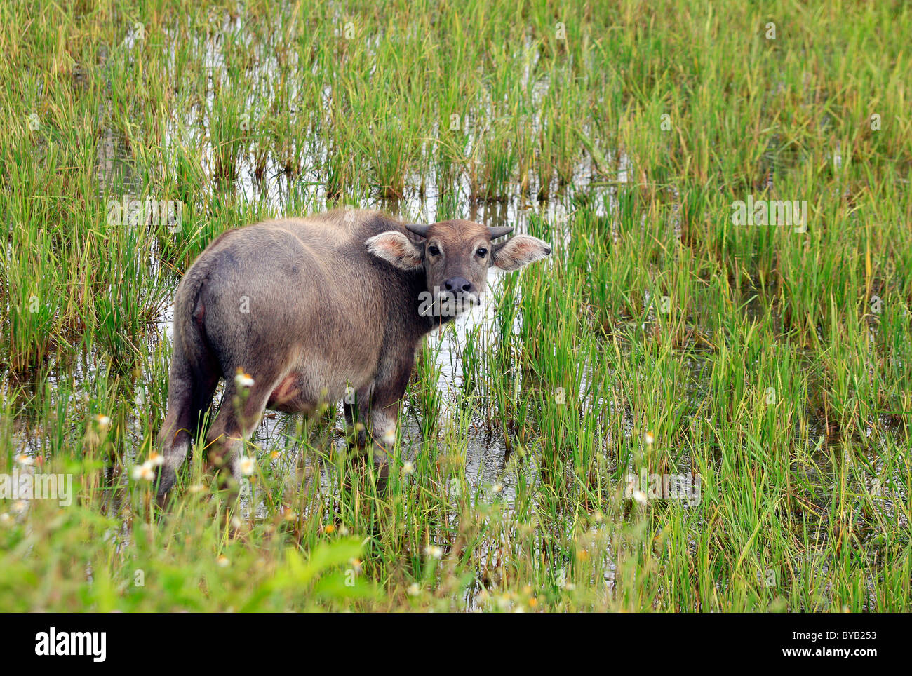 Buffalo on rice field hi-res stock photography and images - Alamy