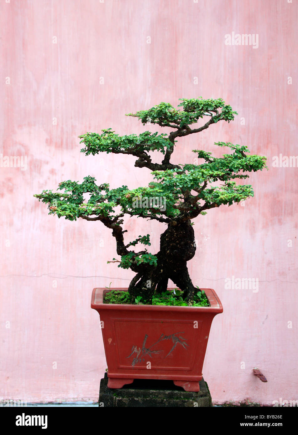 Bonsai tree, Hue, Vietnam, Asia Stock Photo - Alamy