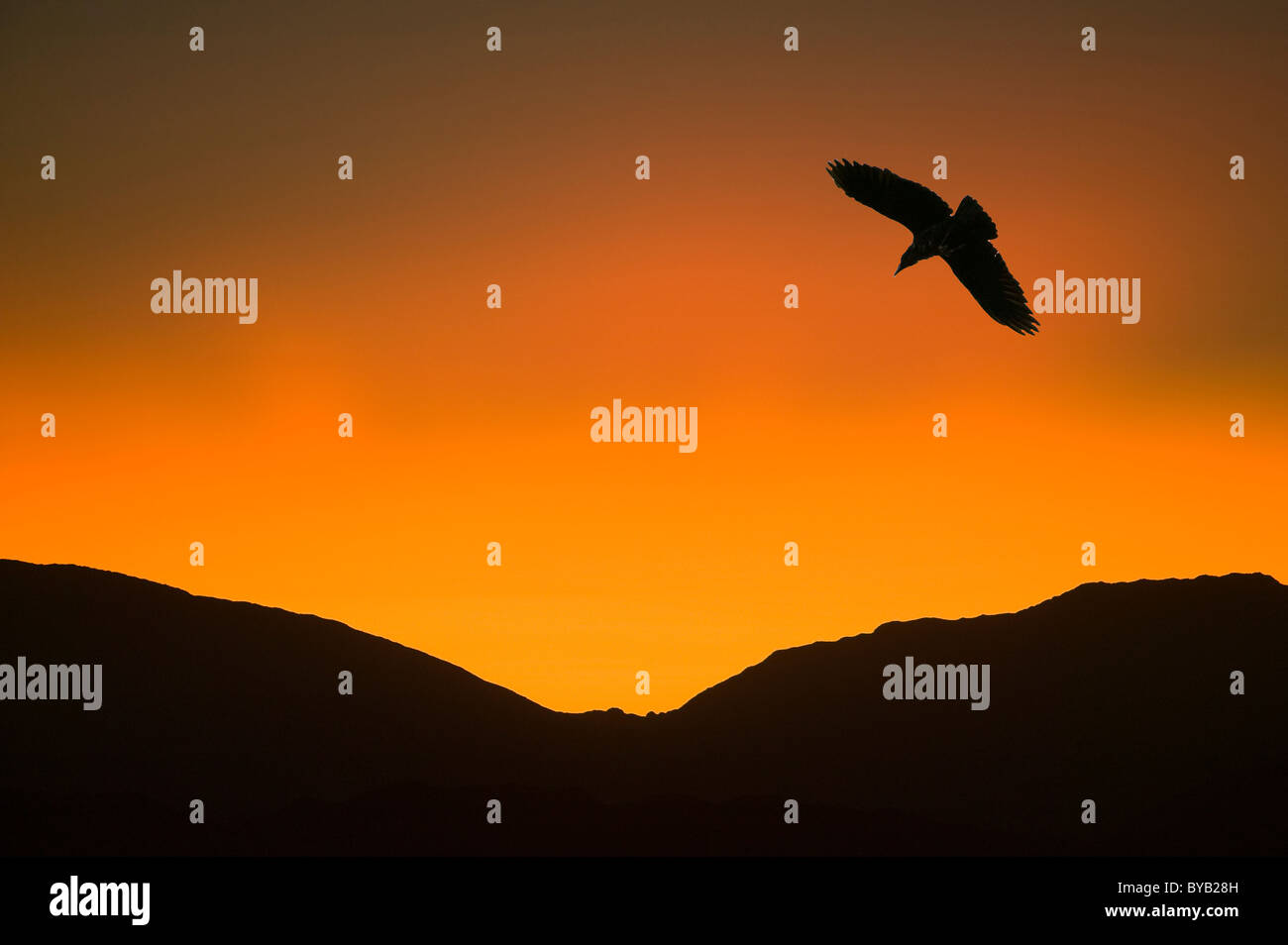Raven bird hi-res stock photography and images - Alamy