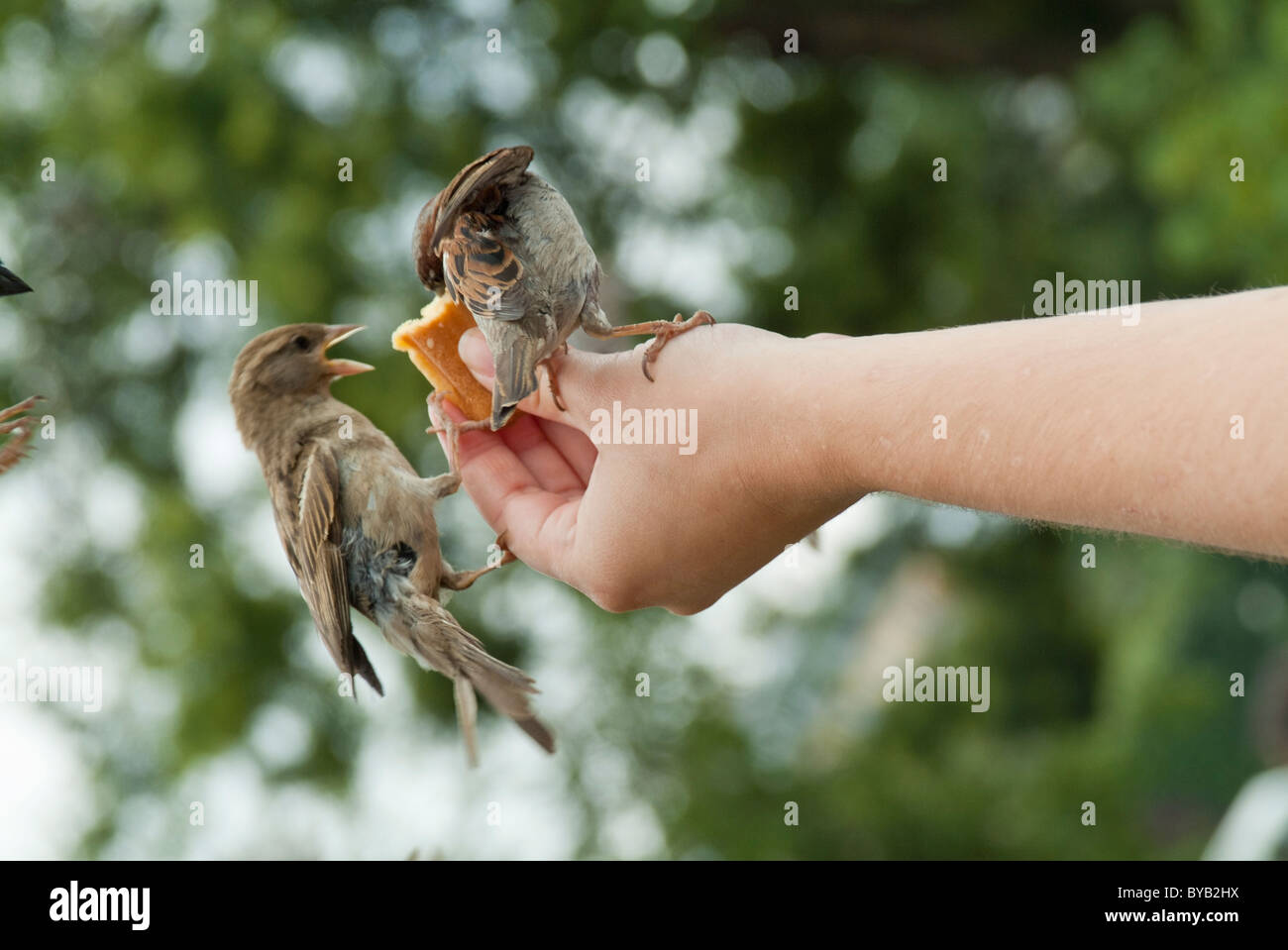Person holding sparrow hi-res stock photography and images - Alamy