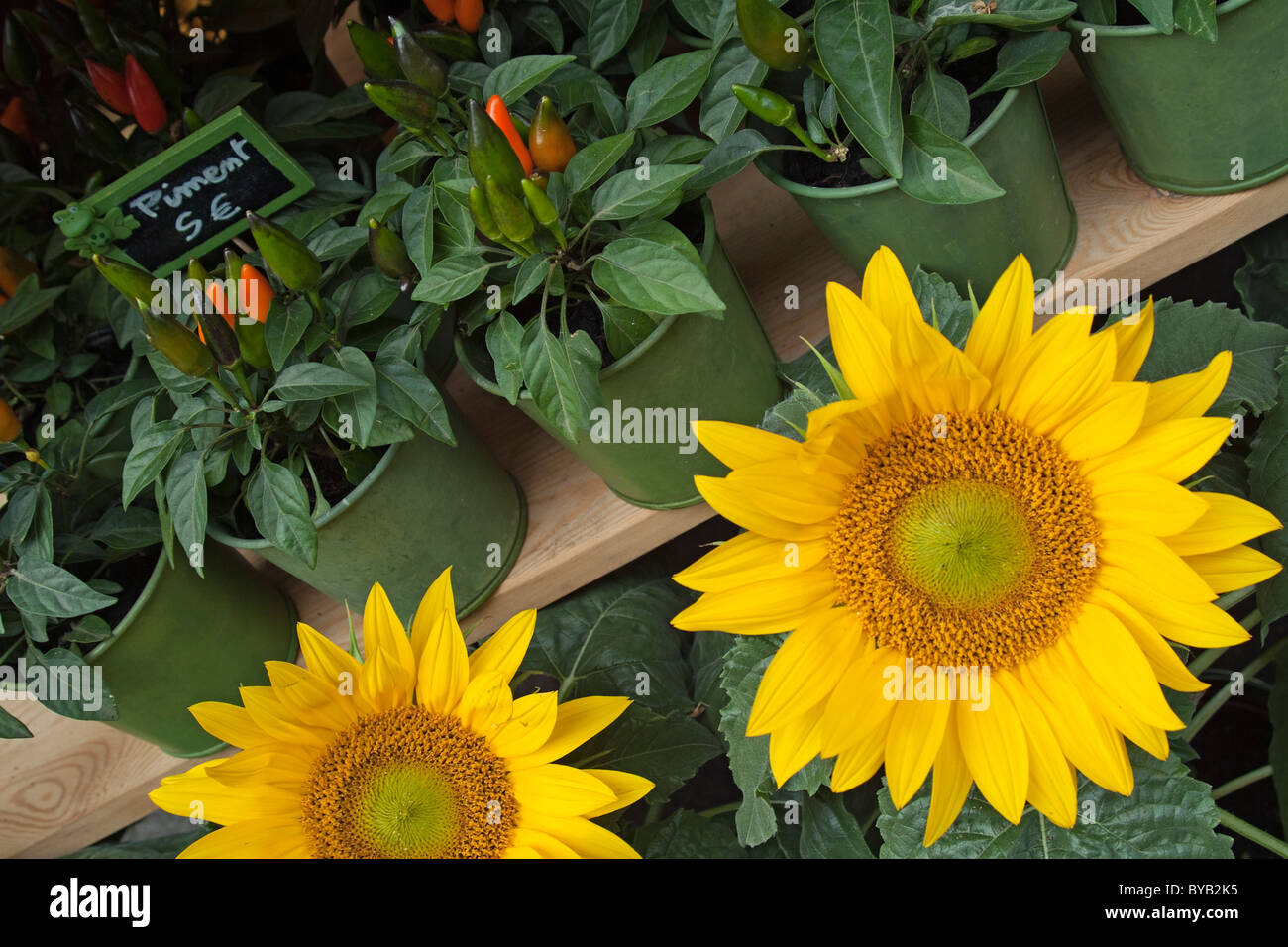 Sunflowers and red peppers on display for sale at a city florist, Paris ...