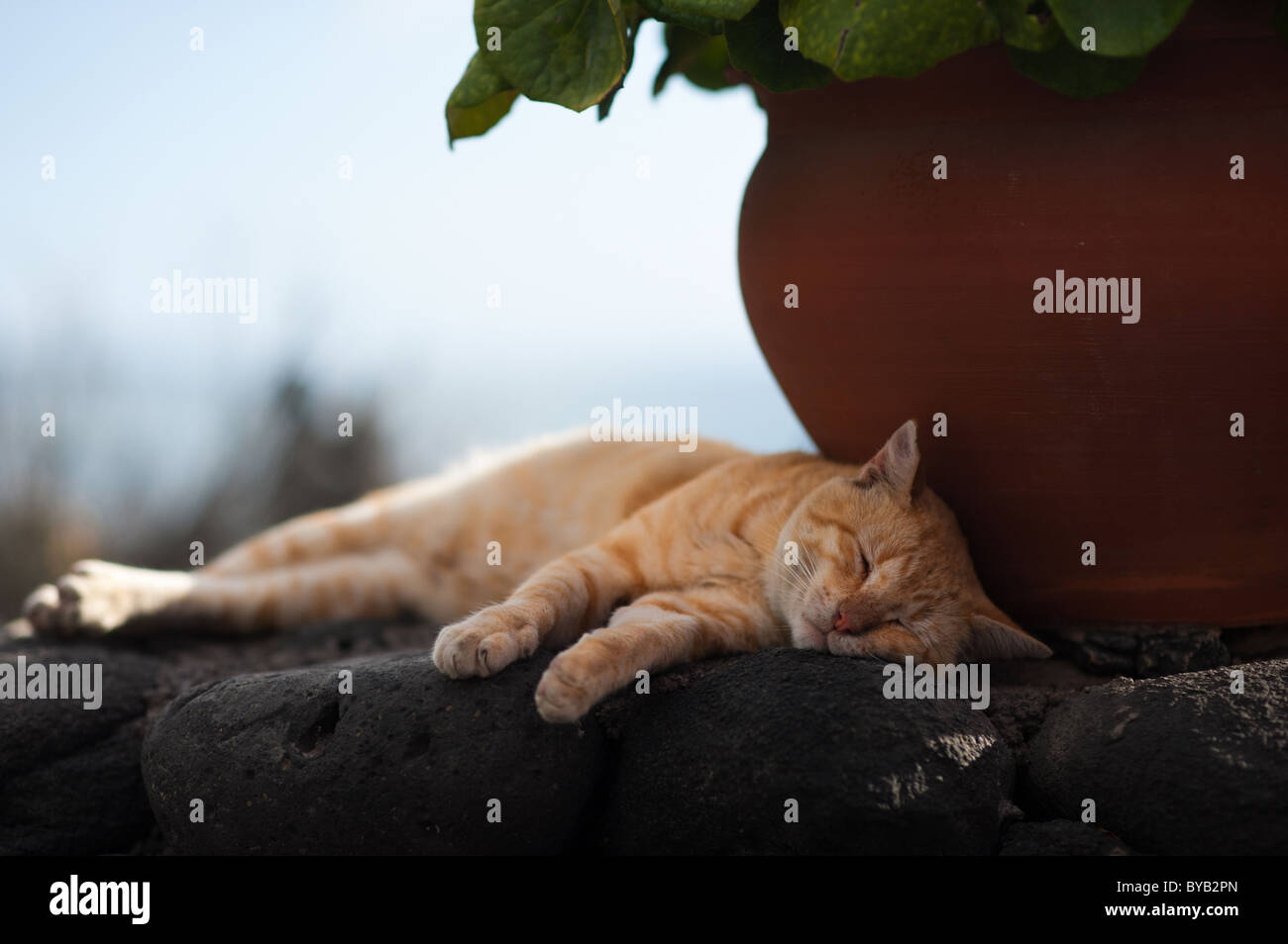 Stray cat in El Remo, La Palma The Canary islands Spain Stock Photo - Alamy