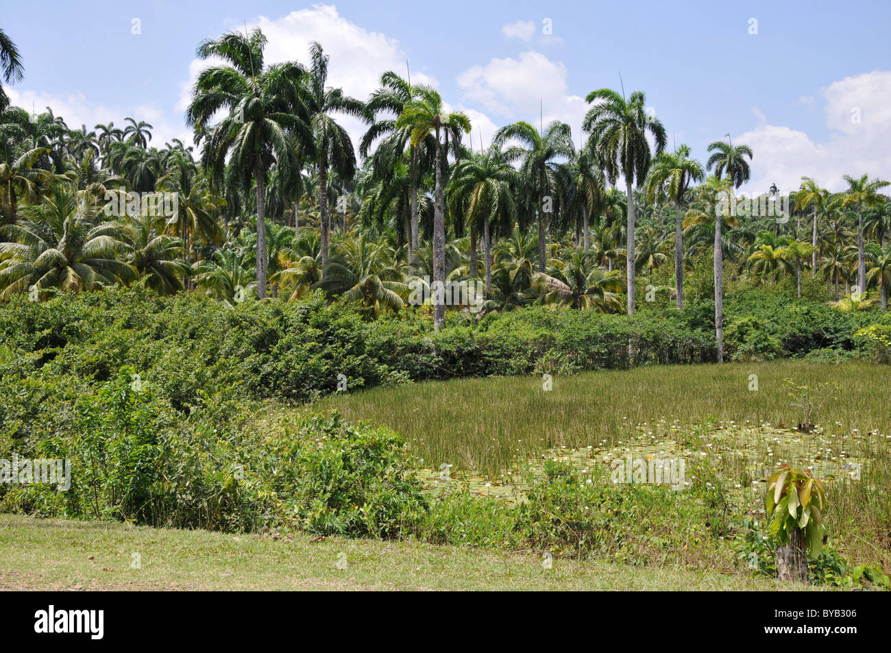 Palm trees, vegetation, Alexander von Humboldt National Park, Cuba ...