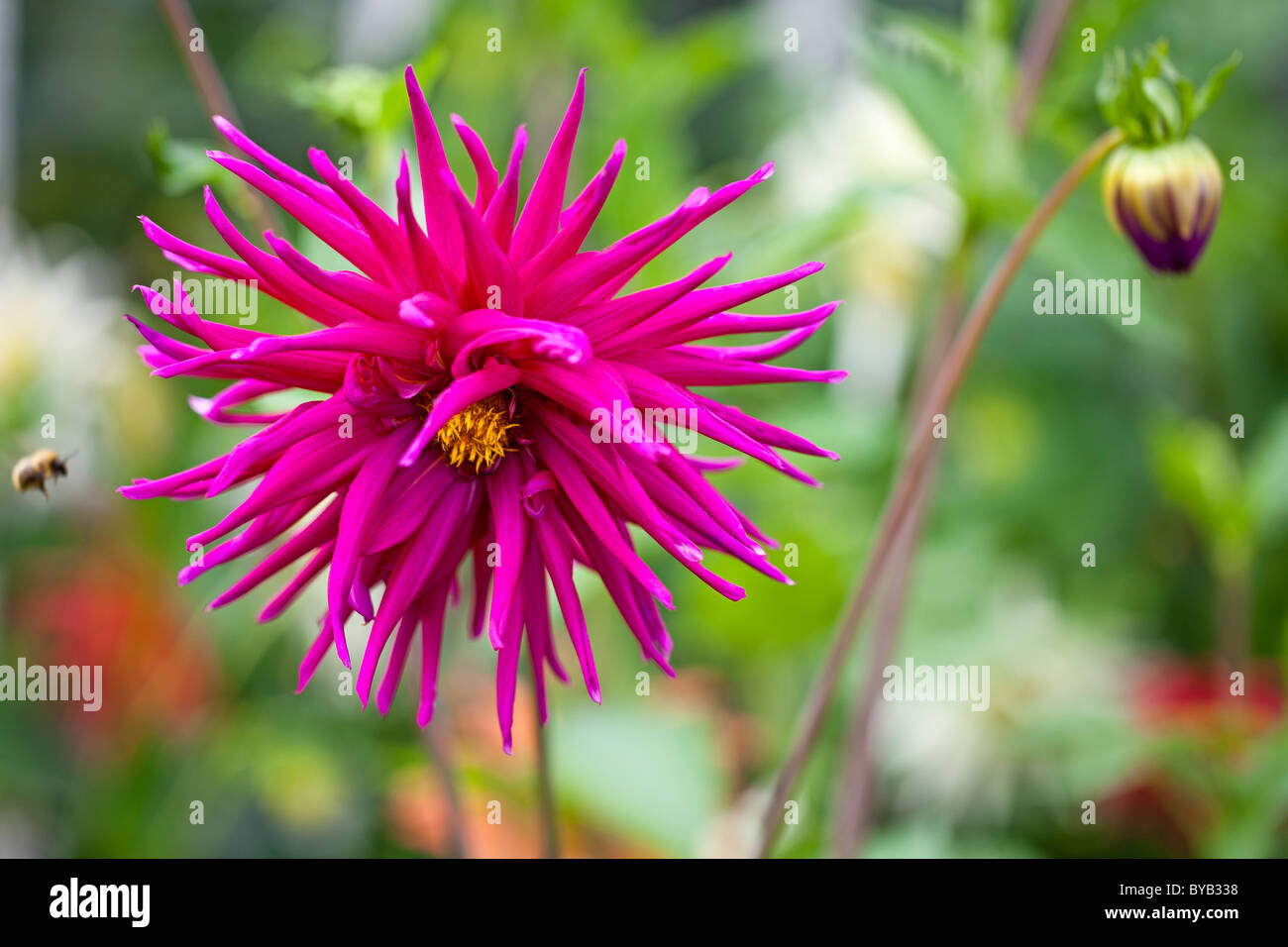 A beautiful red star shaped flower Stock Photo - Alamy