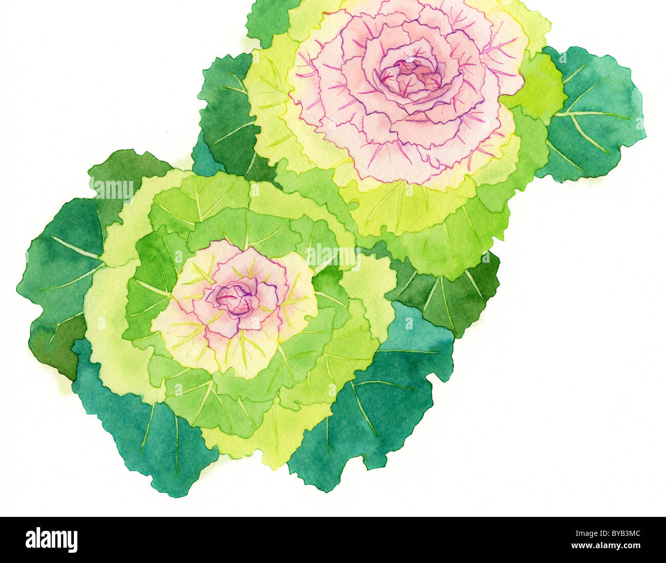Cabbage Watercolor High Resolution Stock Photography and Images - Alamy