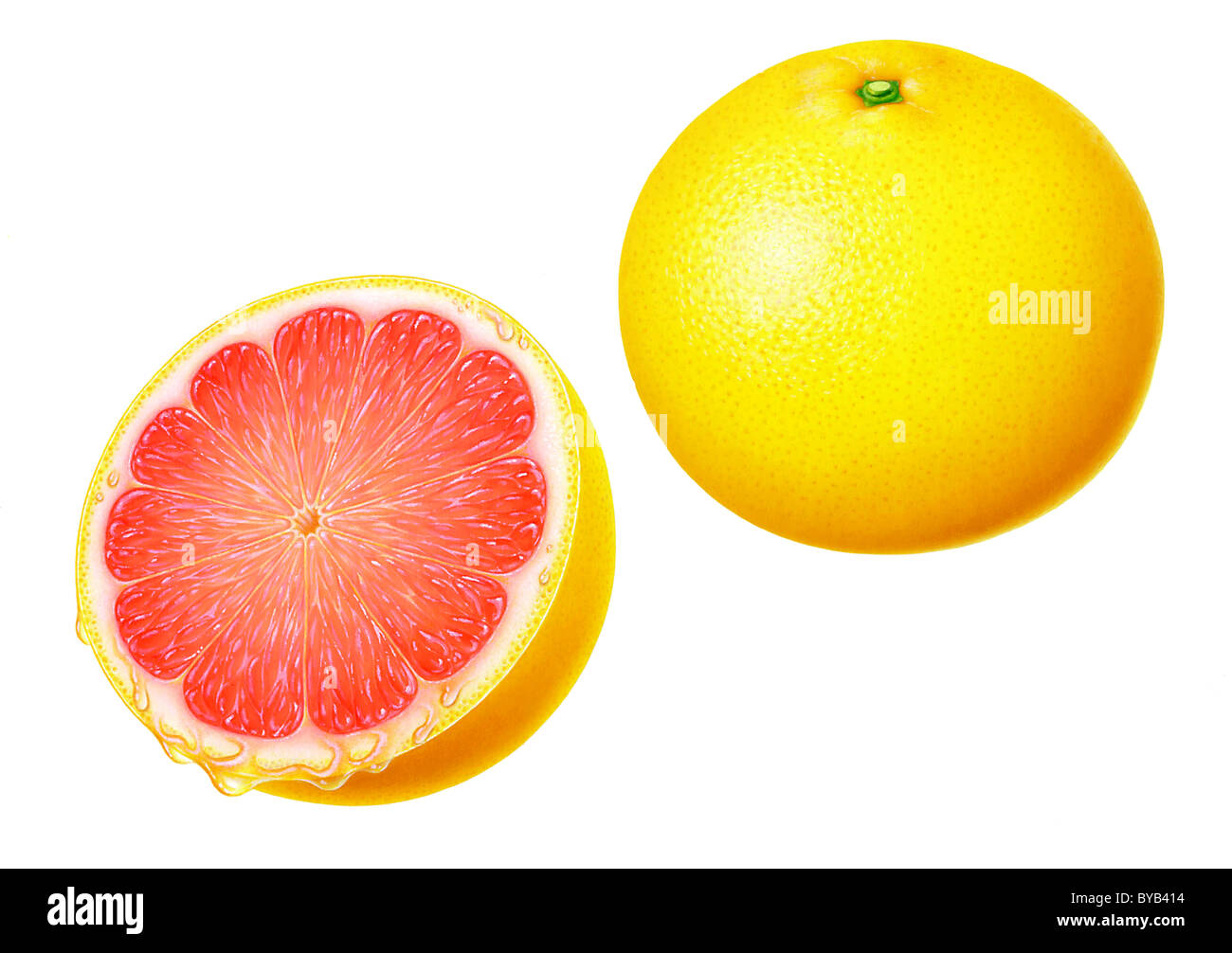 An illustration of a grapefruit whole and halved Stock Photo - Alamy