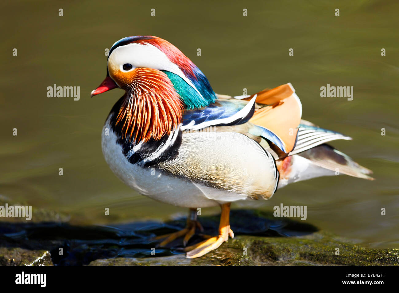 A Portrait of a beautifully coloured Mandarin Duck Stock Photo - Alamy