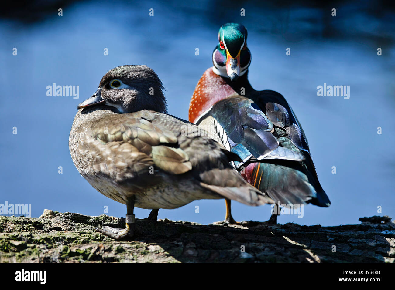 Two Wood Ducks sitting on a log next to the water Stock Photo - Alamy