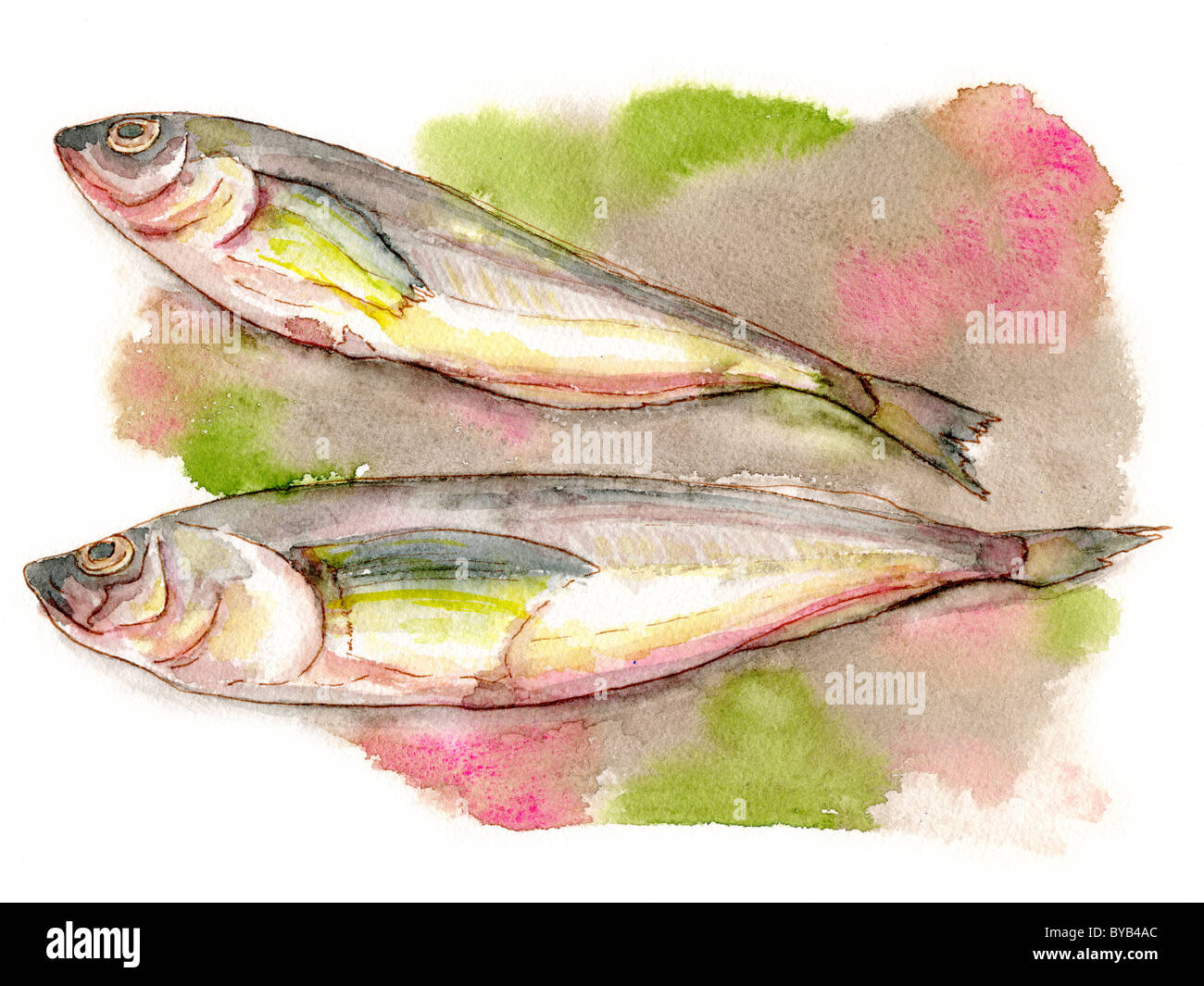 Watercolour painting of seafood fish hi-res stock photography and ...