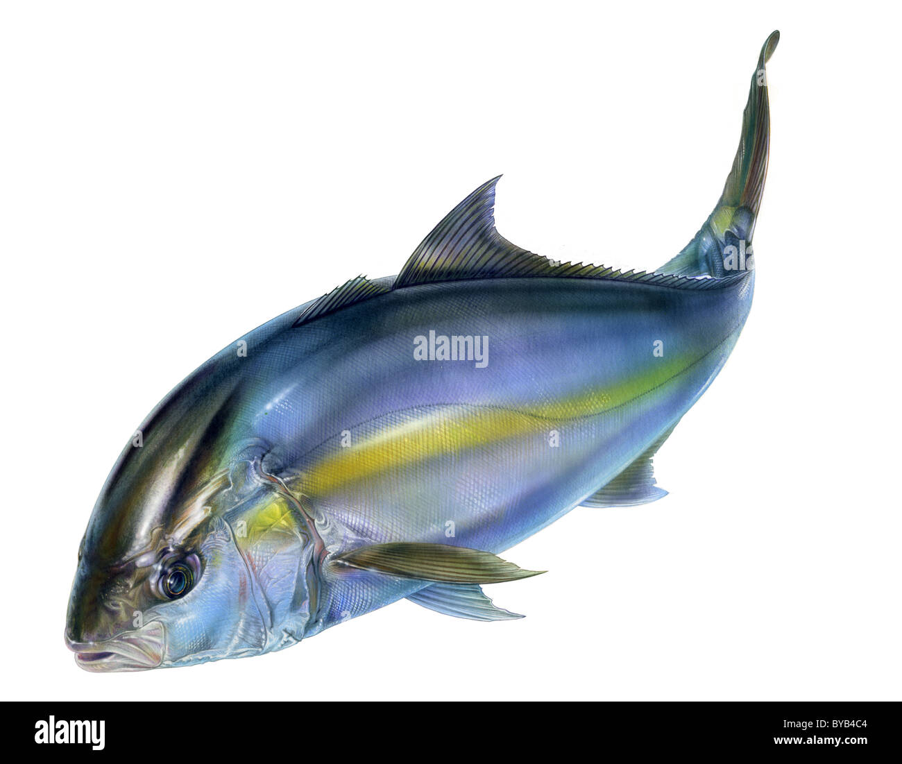 Amberjack fish Cut Out Stock Images & Pictures - Alamy