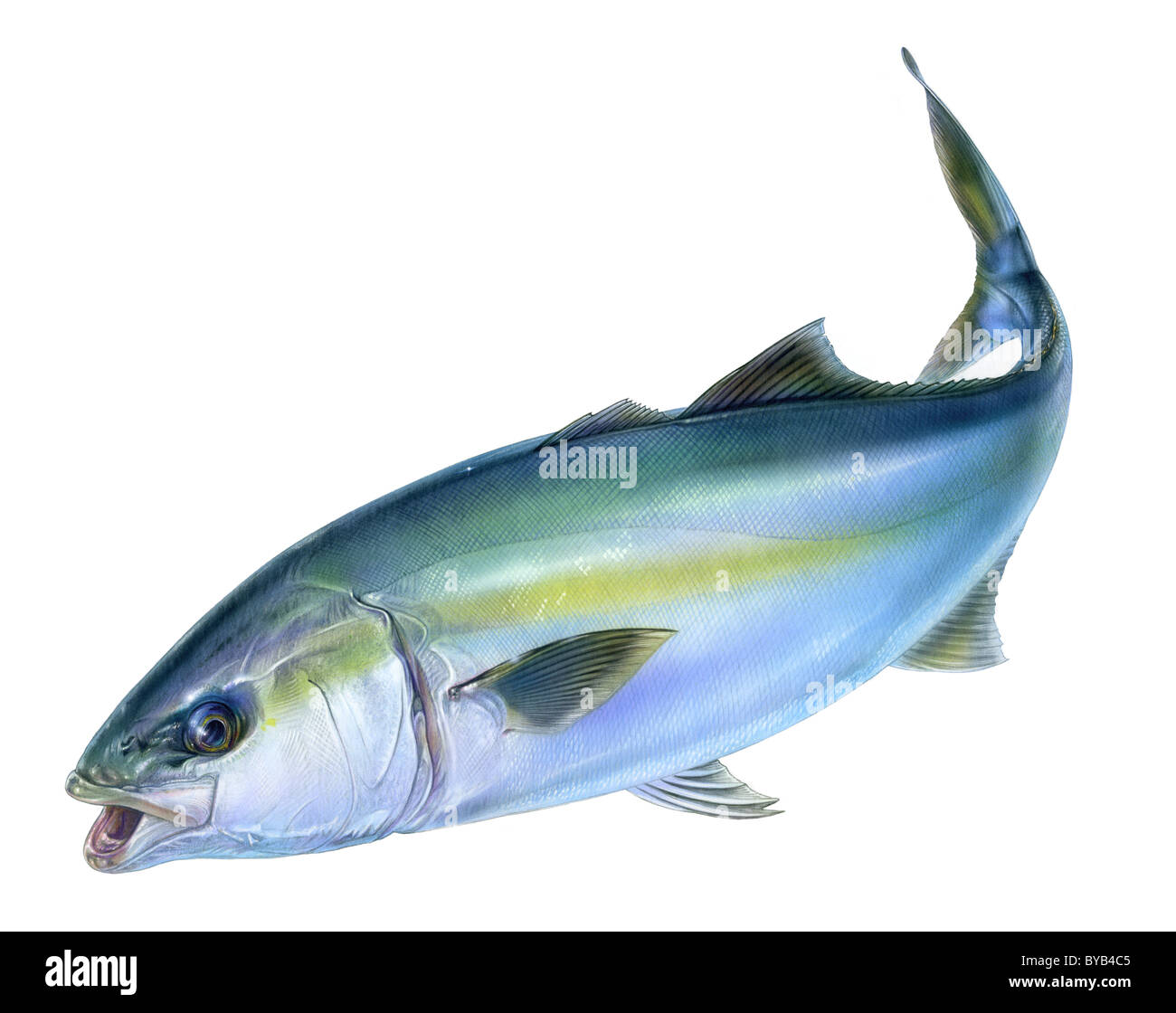 Yellowtail Fish