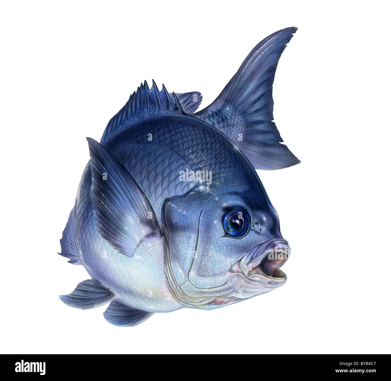 Large mouth bass fish open hi-res stock photography and images - Alamy