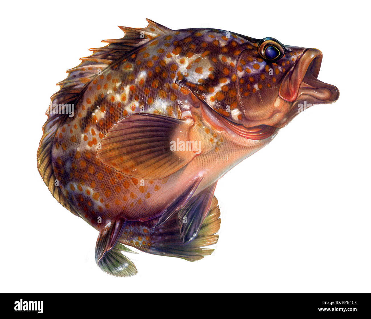 Red grouper fish Cut Out Stock Images & Pictures - Alamy