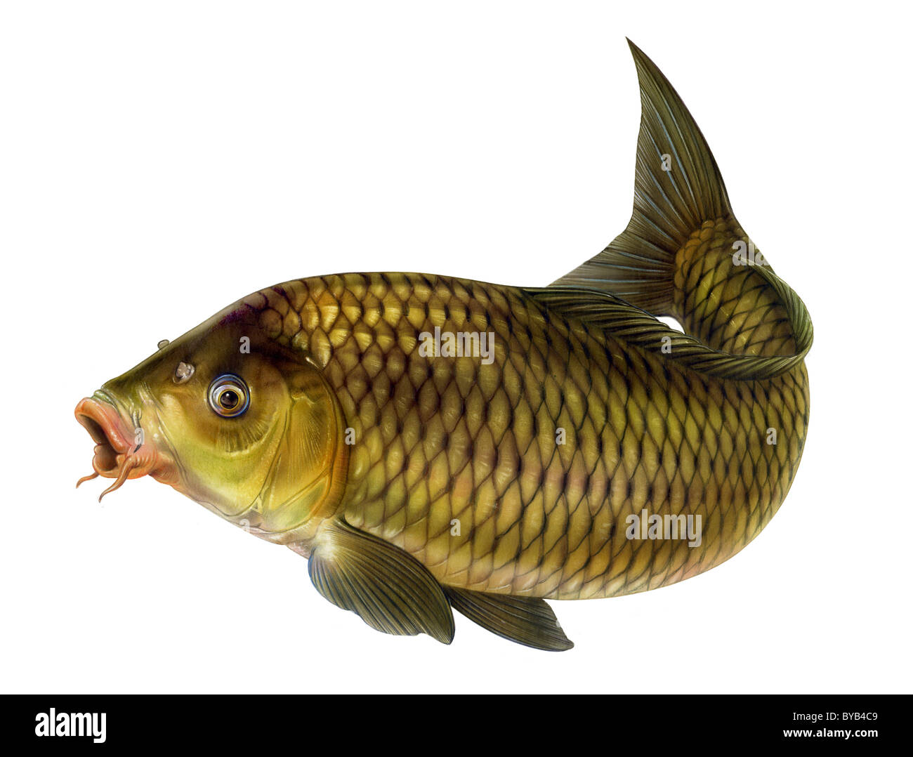 Open mouth carp Cut Out Stock Images & Pictures - Alamy