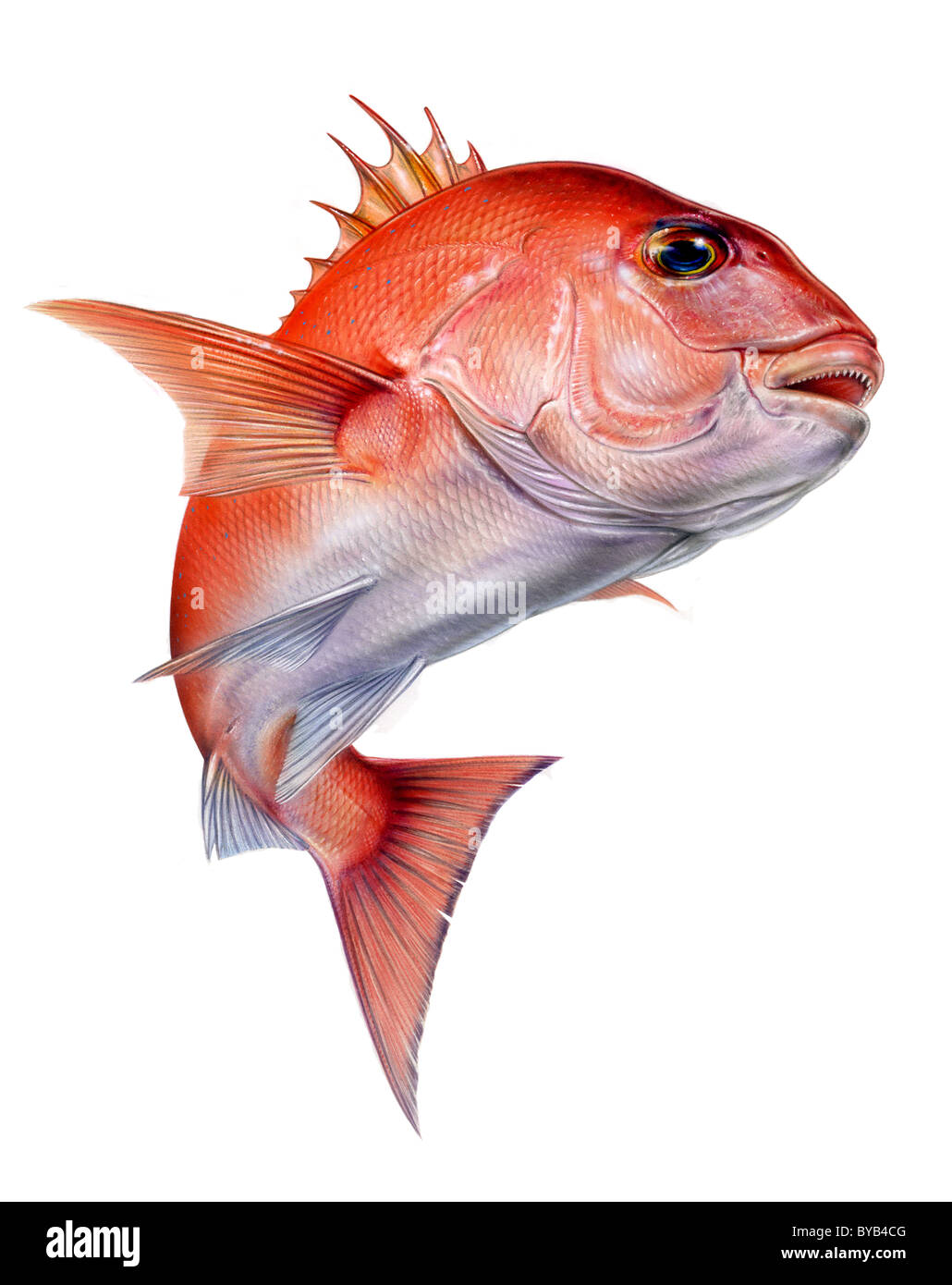 Red sea bream Cut Out Stock Images & Pictures - Alamy