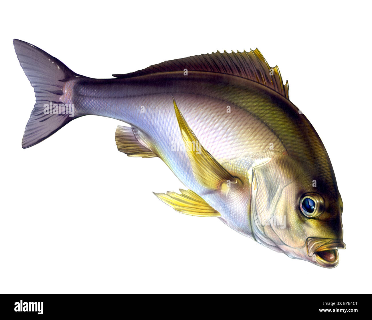 Grunt Cut Out Stock Images & Pictures - Alamy