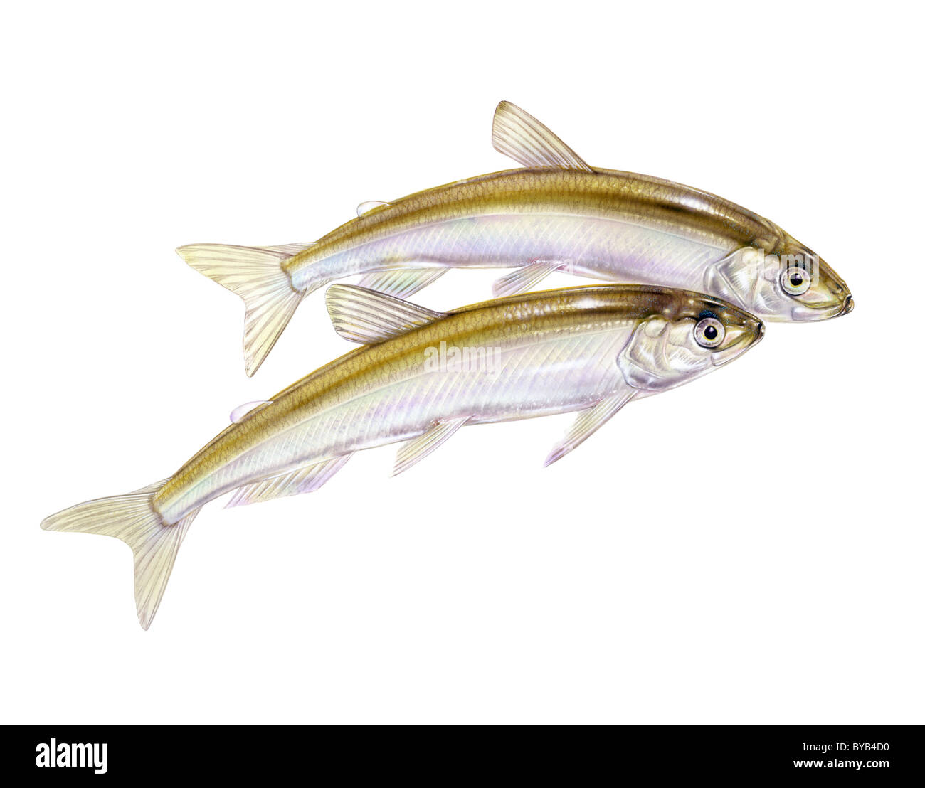 Coloured fish Cut Out Stock Images & Pictures - Alamy