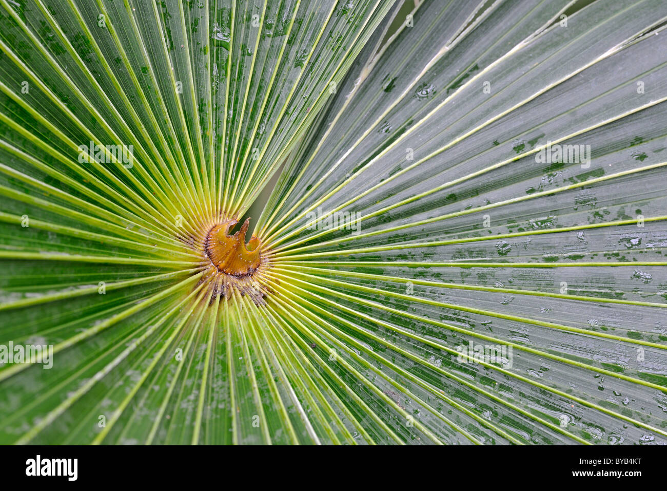 Heart of palm hi-res stock photography and images - Alamy