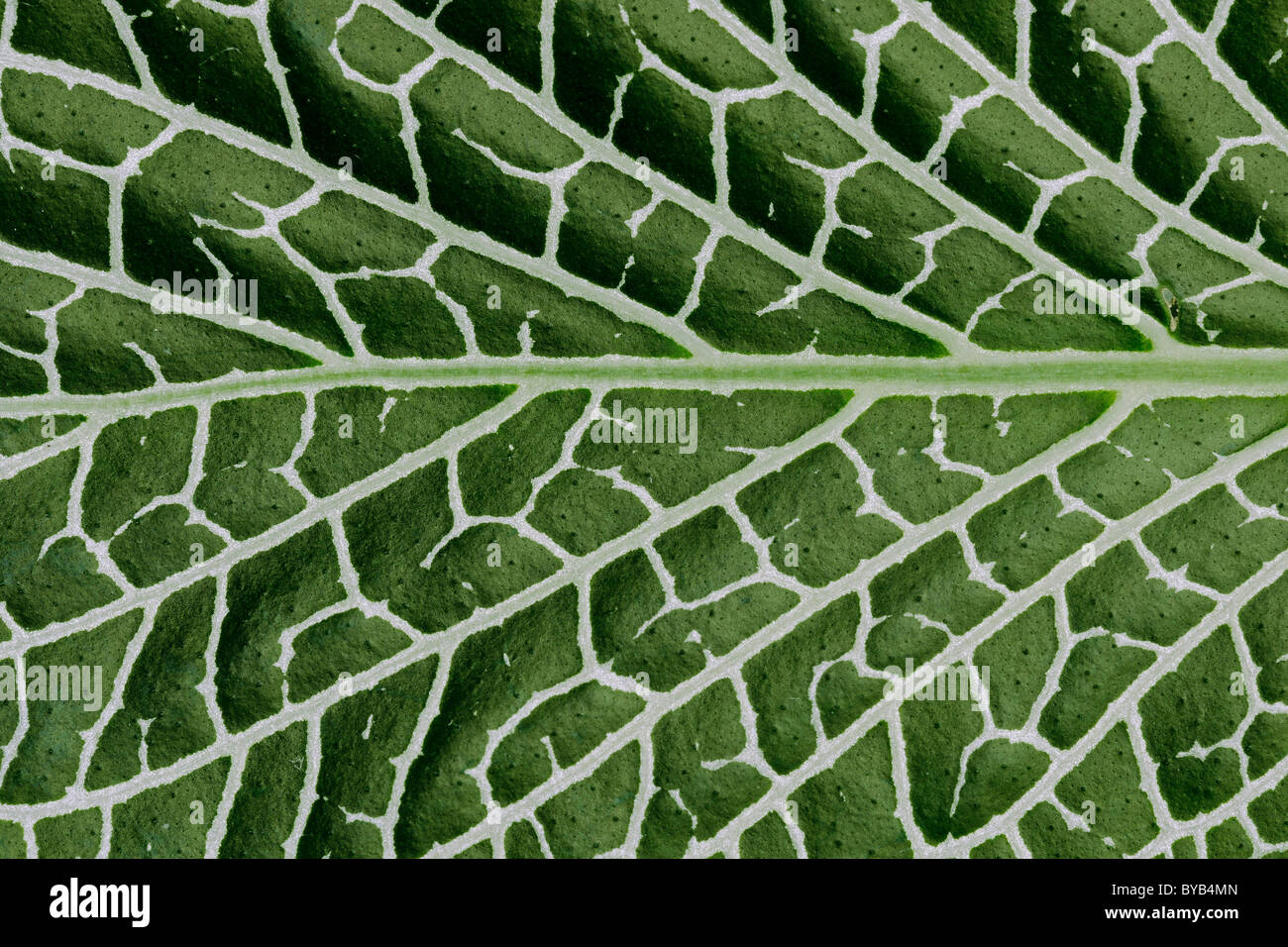 Leaf structure of a begonia (Begonia spp Stock Photo - Alamy