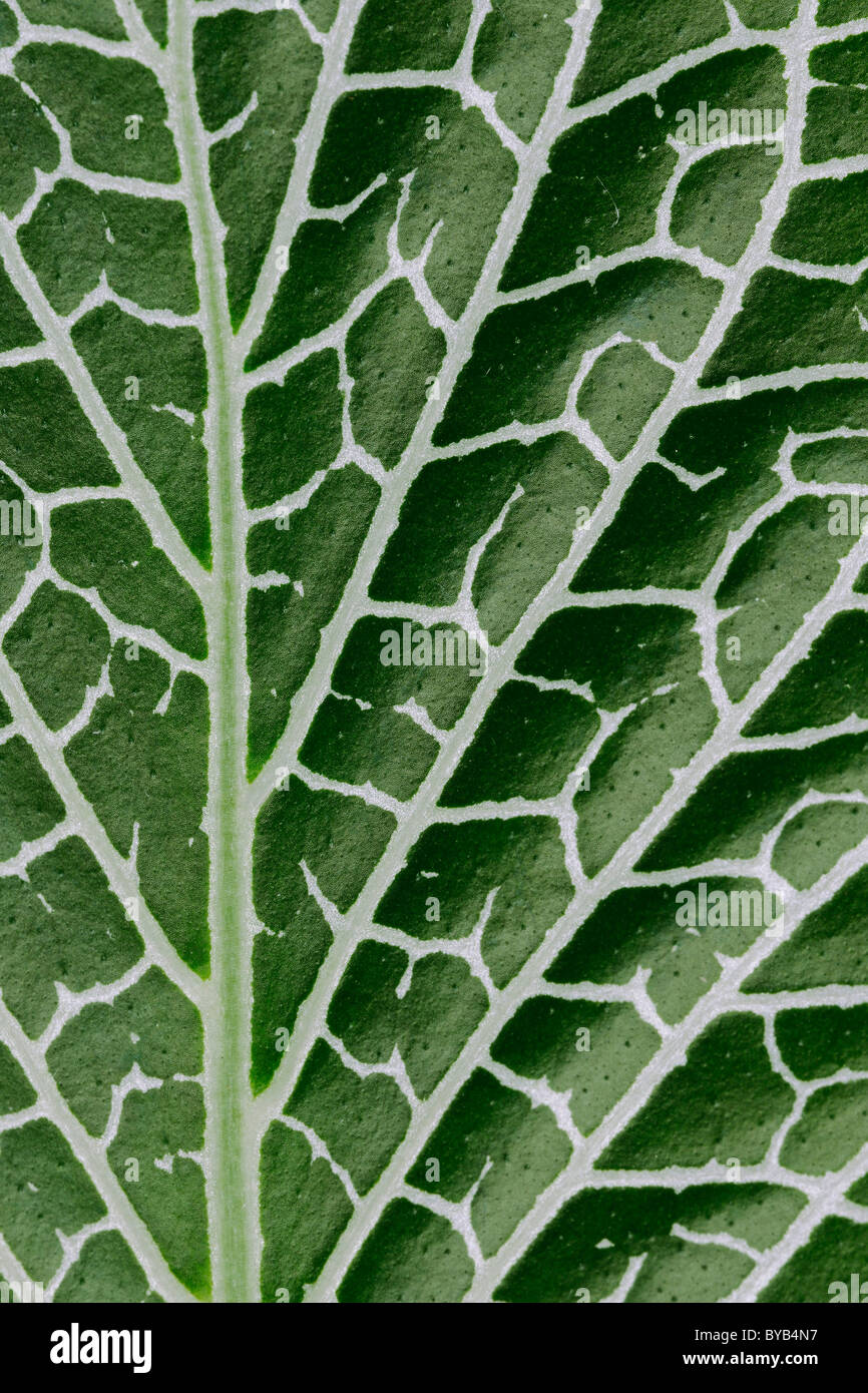 Begonia leaf details hi-res stock photography and images - Alamy