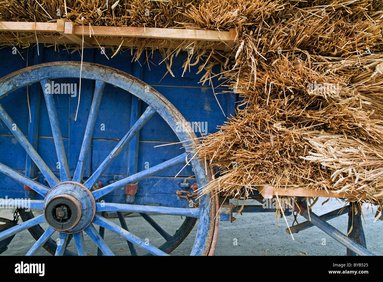 Blue cart carrying a full load of straw, Alzonne, France Stock Photo ...