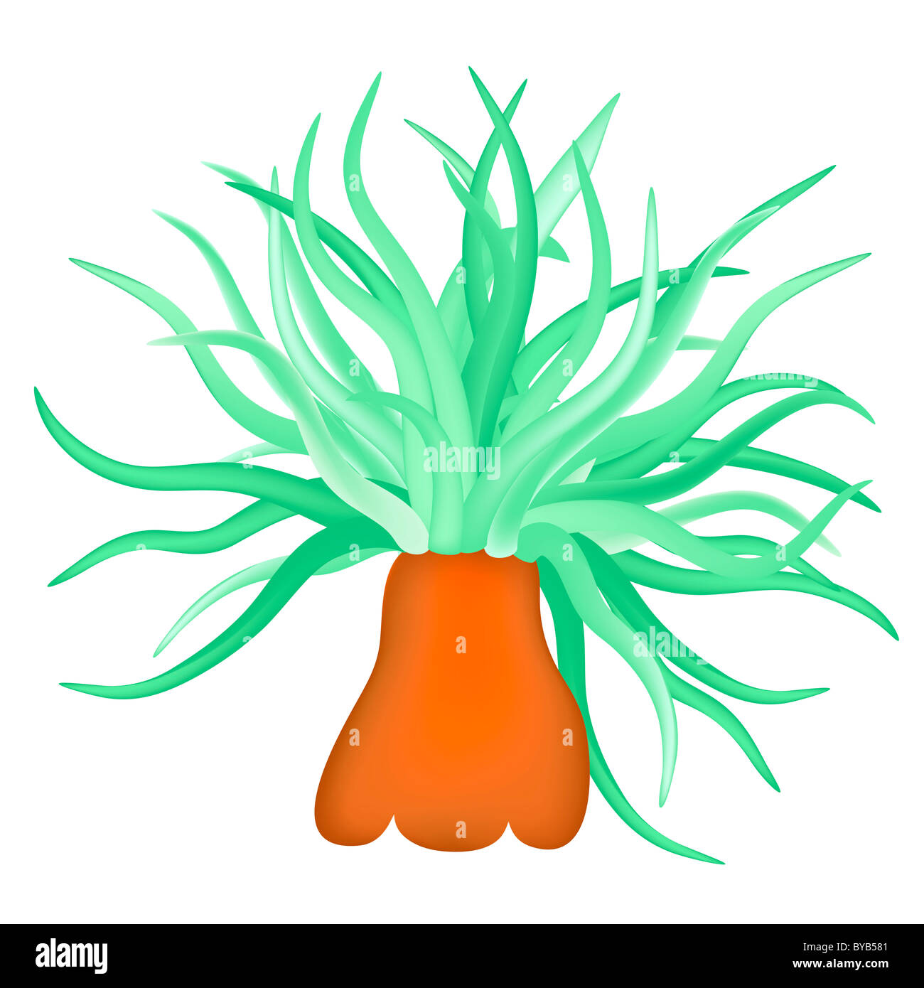 sea anemone - sea flower Stock Photo - Alamy