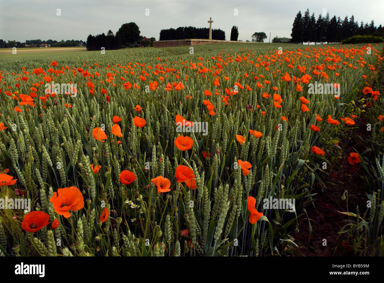 Poppies grow near Rancourt Military cemetery on the Somme Battlefield ...
